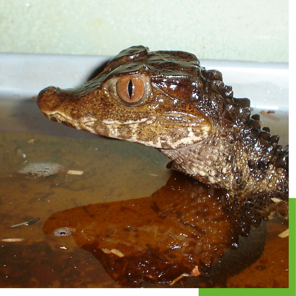 Reptielen - Kameleon - Terrariumspeciaalzaak