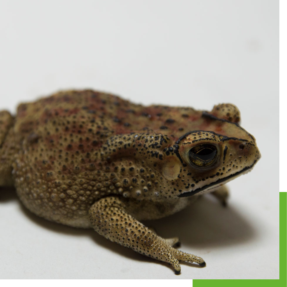 Padden - Kameleon - Terrariumspeciaalzaak